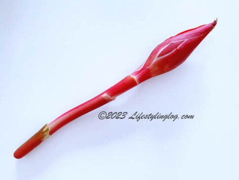 【Asam Laksa】ペナンのアッサムラクサとは？ | Cham｜マレーシアを暮らすように旅するガイド